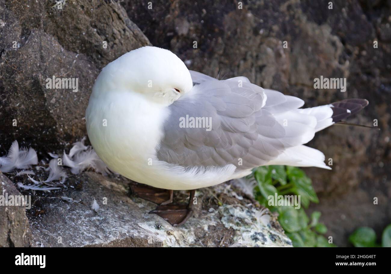 Black-legged kittiwake bird on nesting cliffside in summer, Iceland ...