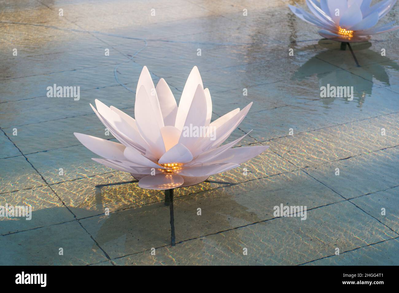 Decorative lotuses in a pond. Landscape design of a city park Stock ...