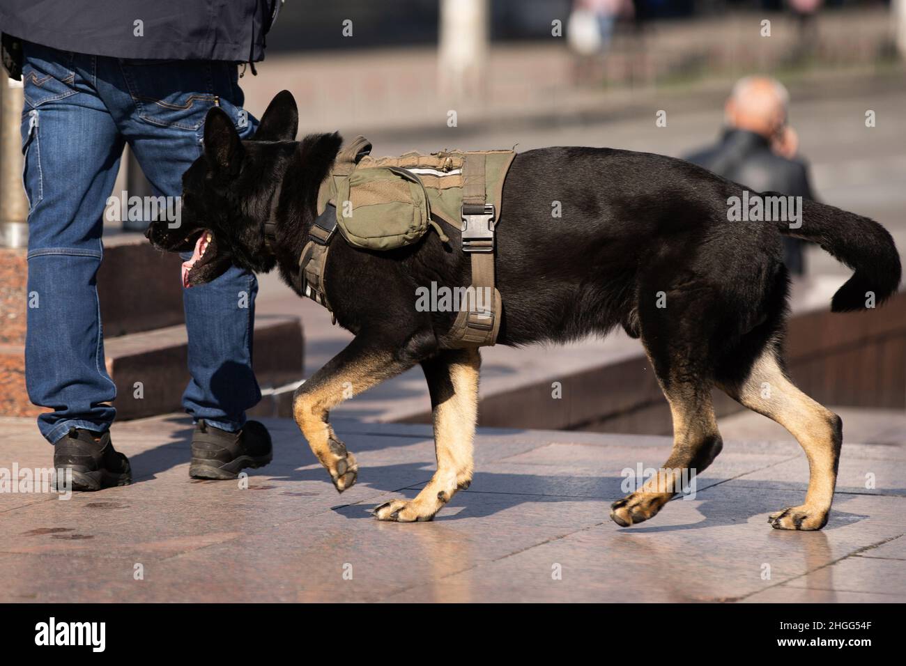 Portrait of working police dog Stock Photo - Alamy