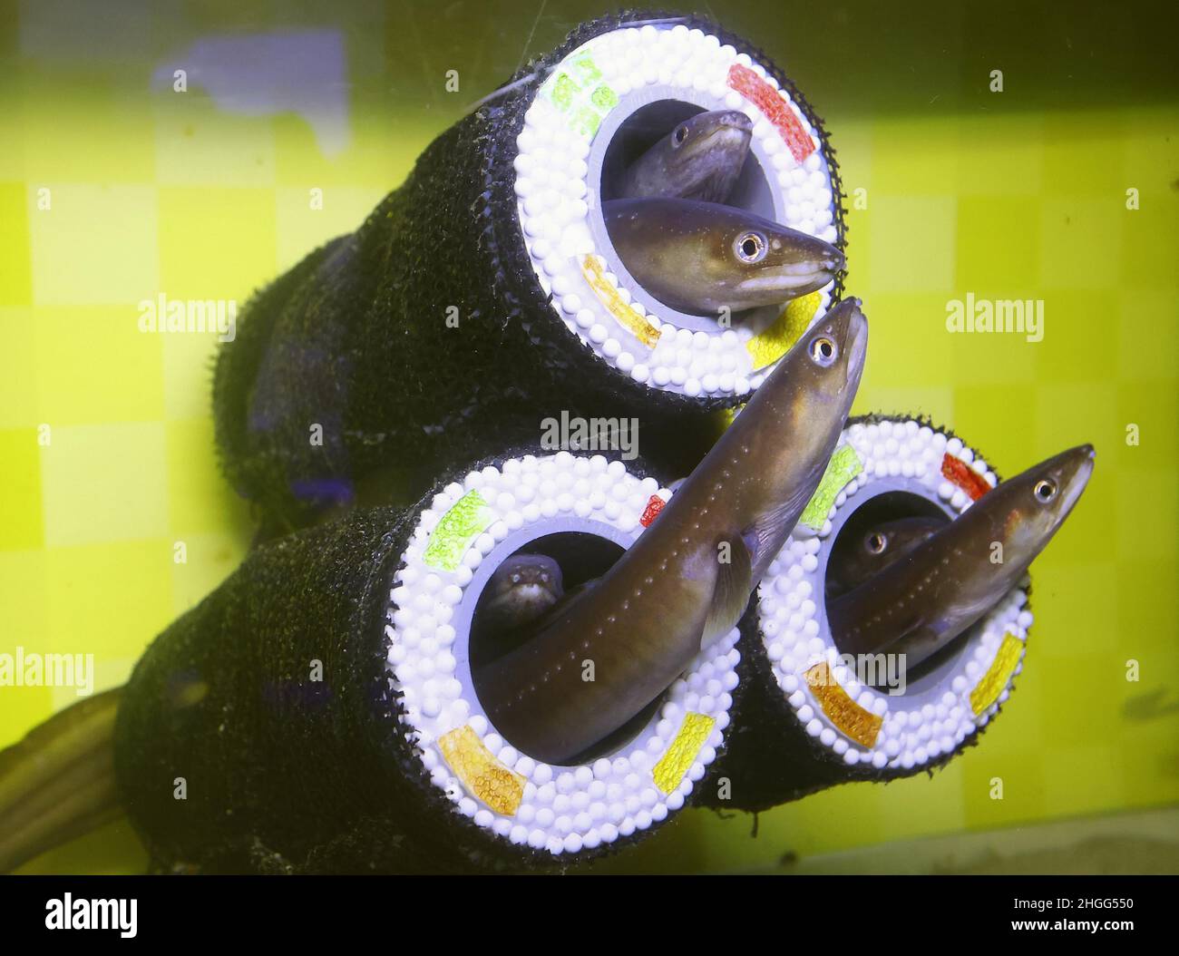 Conger eels poke their heads out from tubes that look like "ehomaki ...