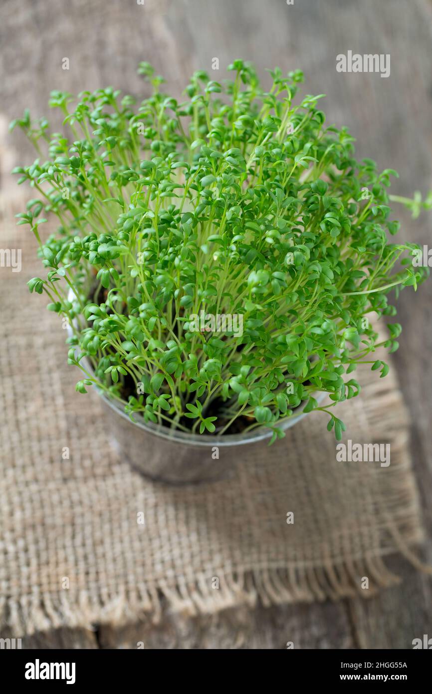 Cress botanical hi-res stock photography and images - Alamy