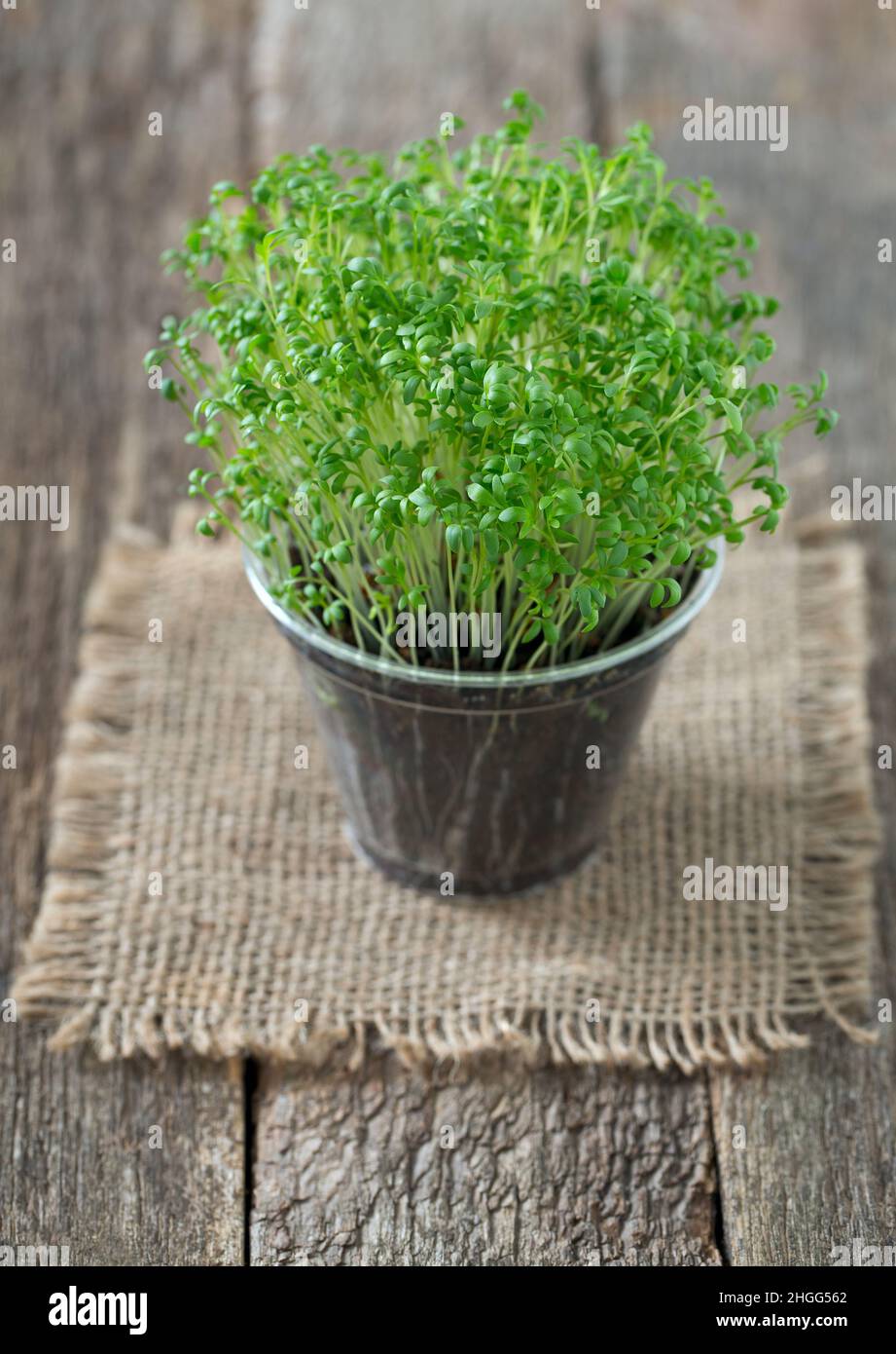 growing garden cress Stock Photo - Alamy