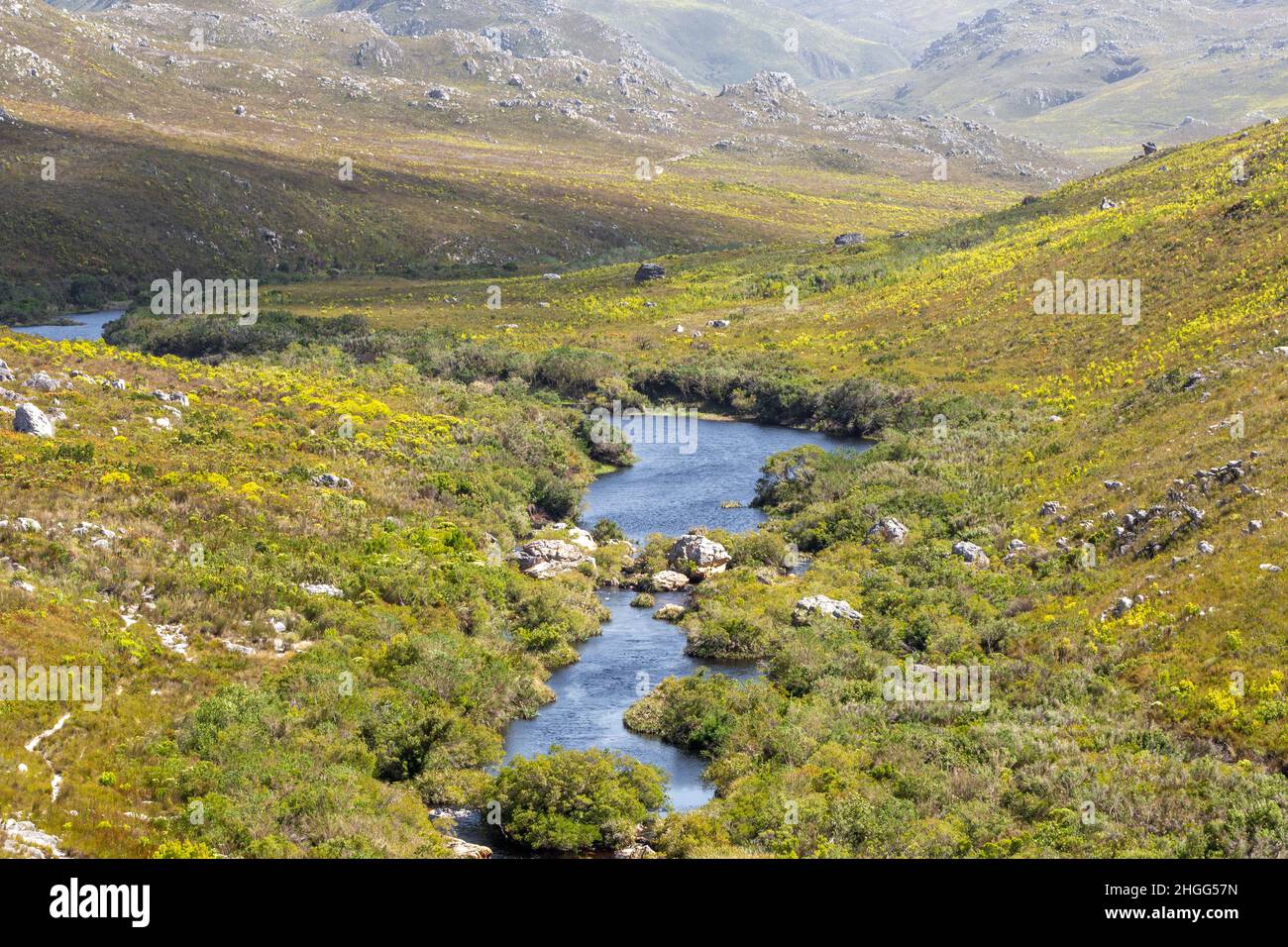 Fynbos kogelberg nature reserve hi-res stock photography and images - Alamy