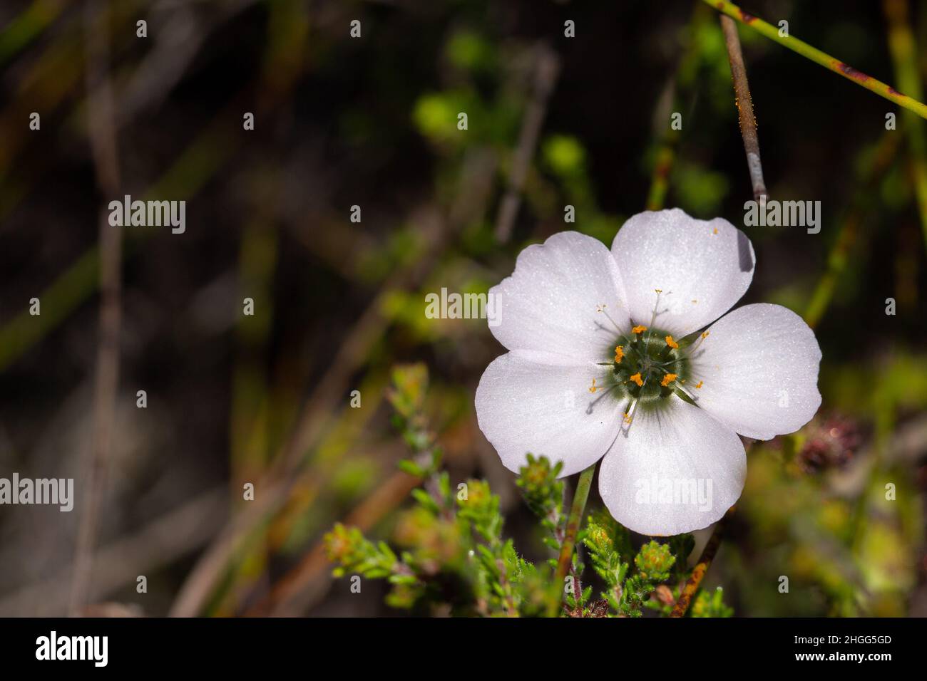 White flower of Drosera cistiflora in the Kogelberg, Western Cape of ...