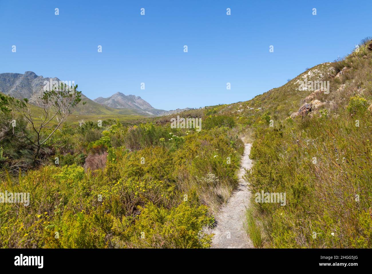 Fynbos landscape in the Kogelberg Nature Reserve in the Western Cape of ...