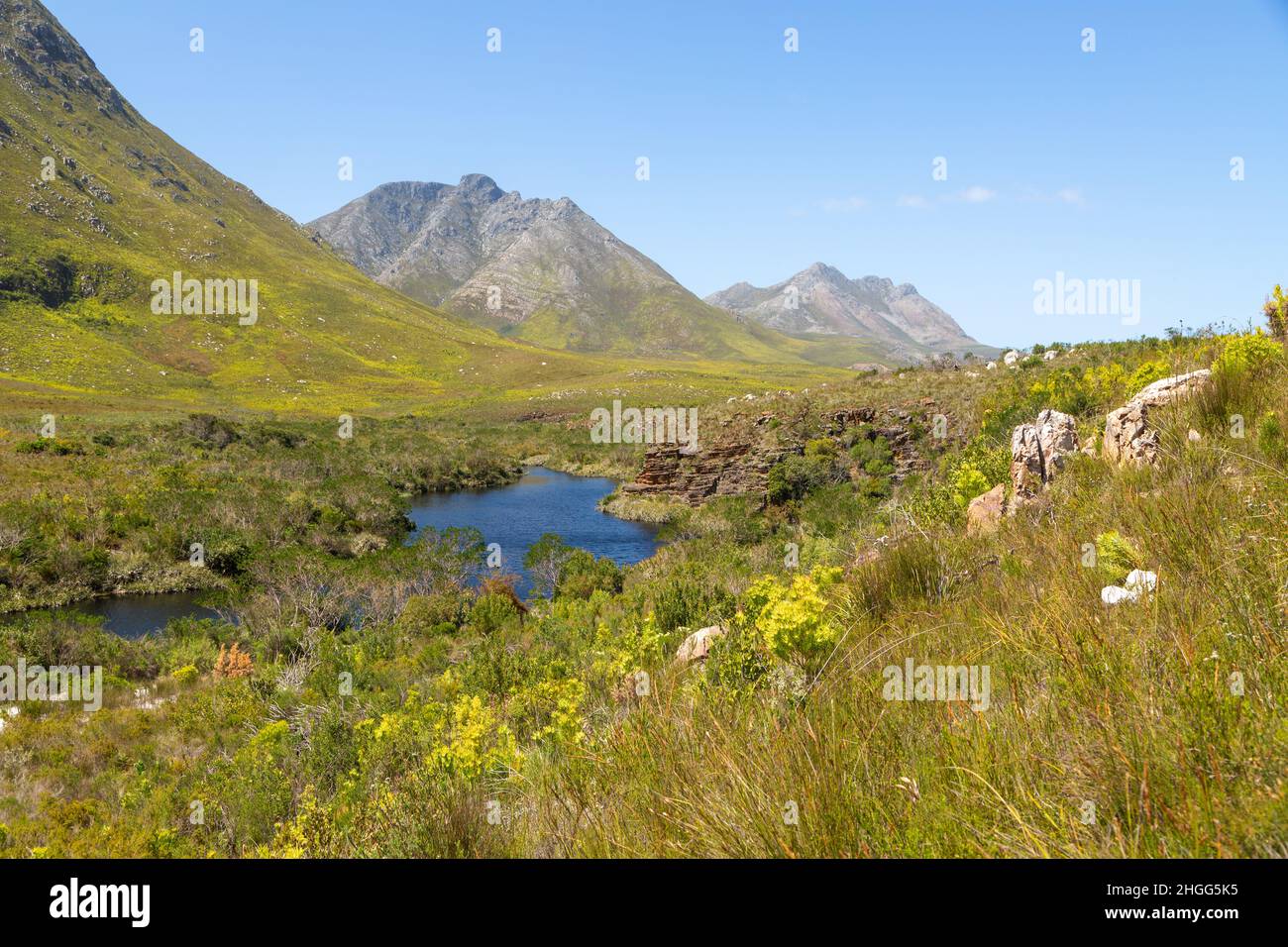 Fynbos kogelberg nature reserve hi-res stock photography and images - Alamy