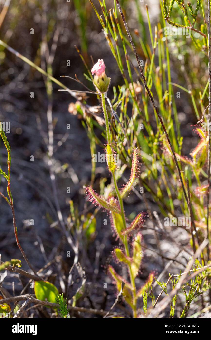 Carnivorous plants: Drosera cistiflora (Sundew) in natural habitat, taken in the Kogelberg north ...