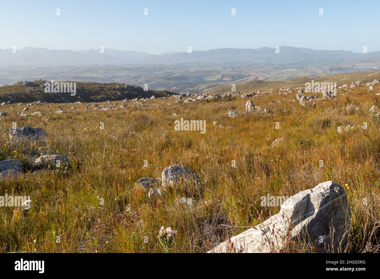 Fynbos landscape with some rocks in the Kogelberg, Western Cape of ...