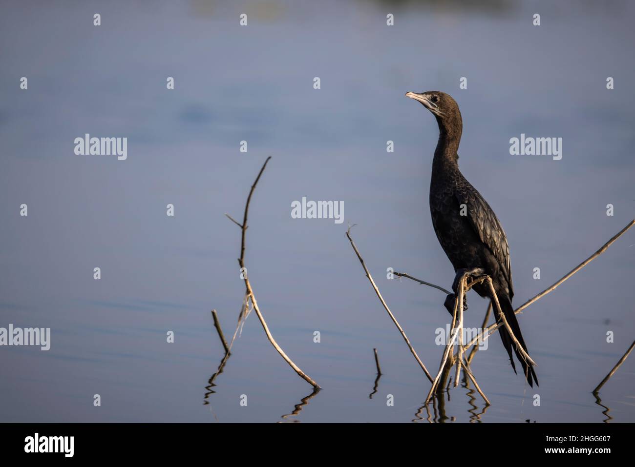 Little Cormorant, Microcarbo niger, Bhigwan, Maharashtra, India Stock ...