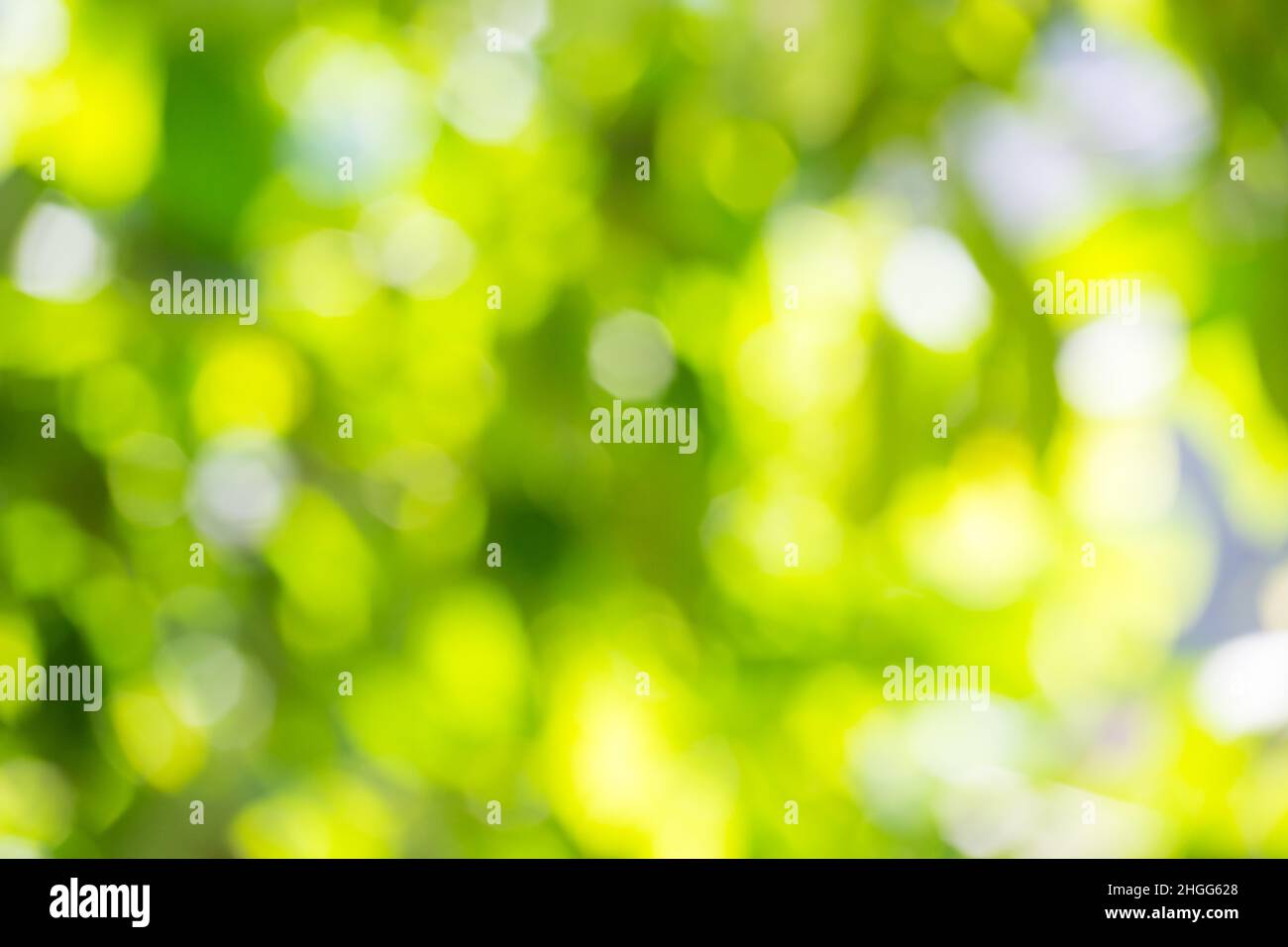green bokeh of nature use for background Stock Photo - Alamy
