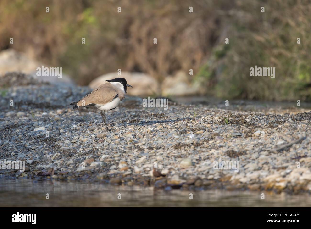 River Lapwing, Vanellus duvaucelii, Uttarakhand, India Stock Photo - Alamy