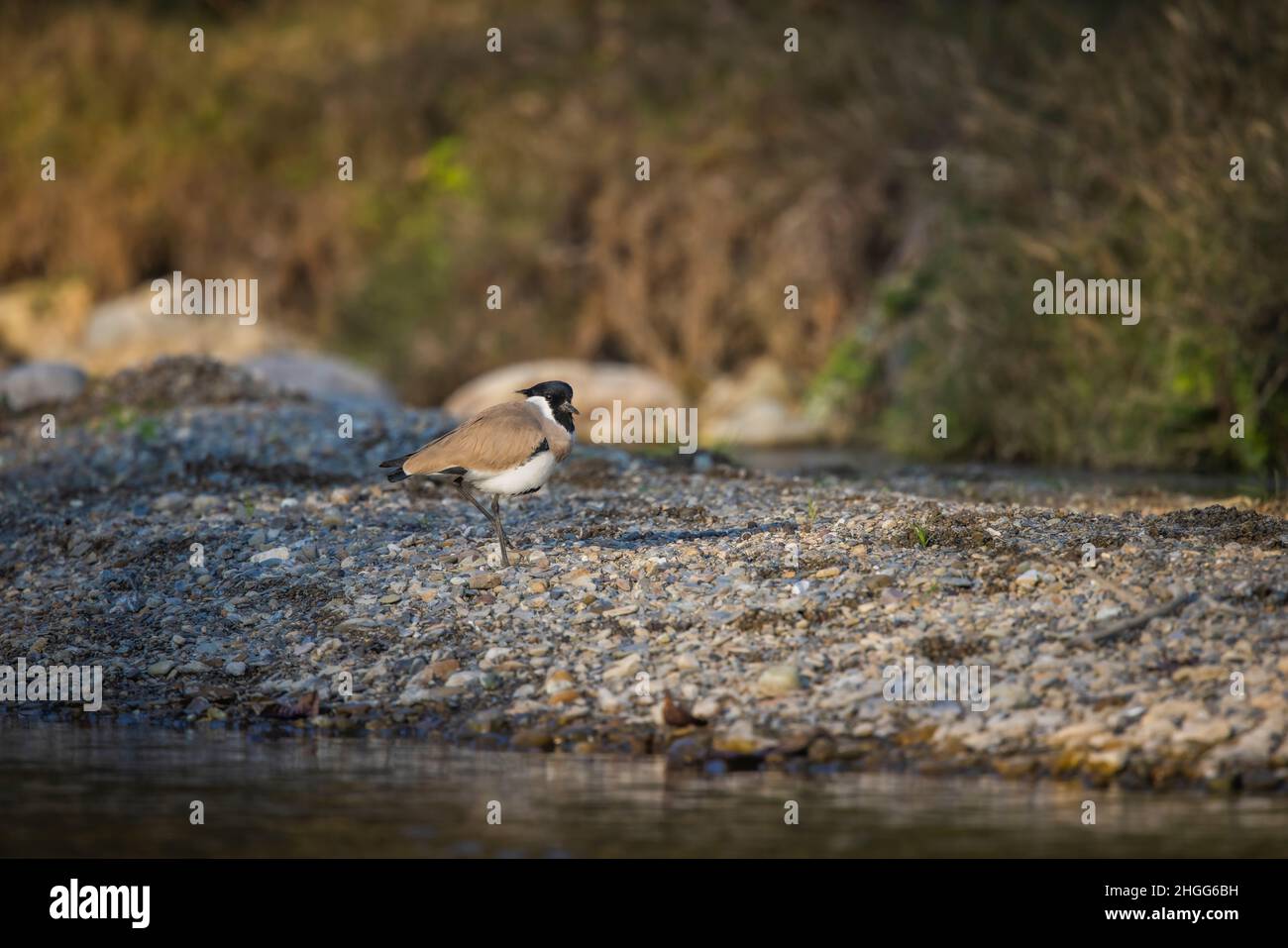River Lapwing, Vanellus duvaucelii, Uttarakhand, India Stock Photo - Alamy