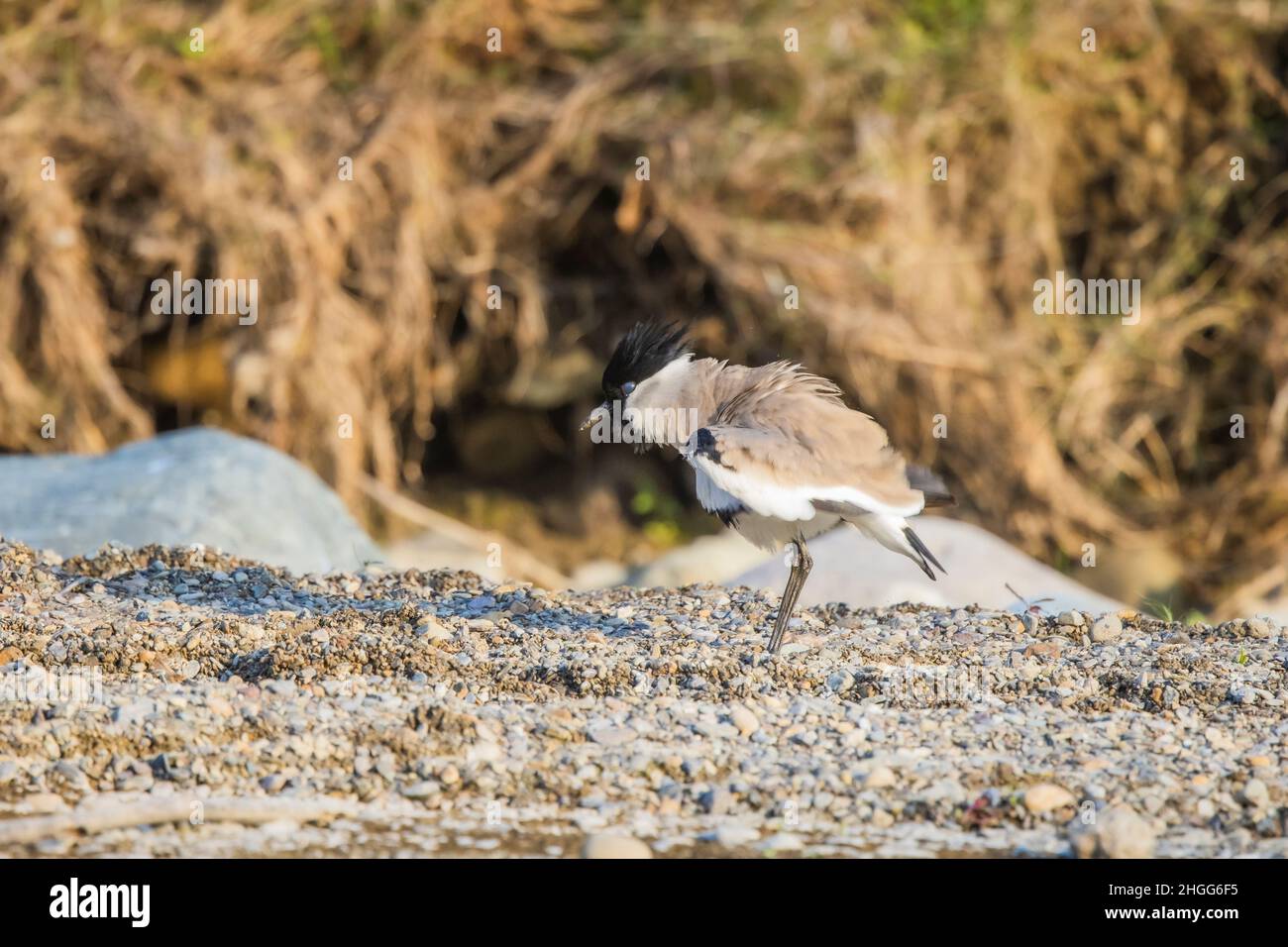 River Lapwing, Vanellus duvaucelii, Uttarakhand, India Stock Photo - Alamy