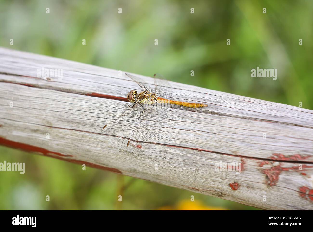 Little dragonfly hi-res stock photography and images - Alamy