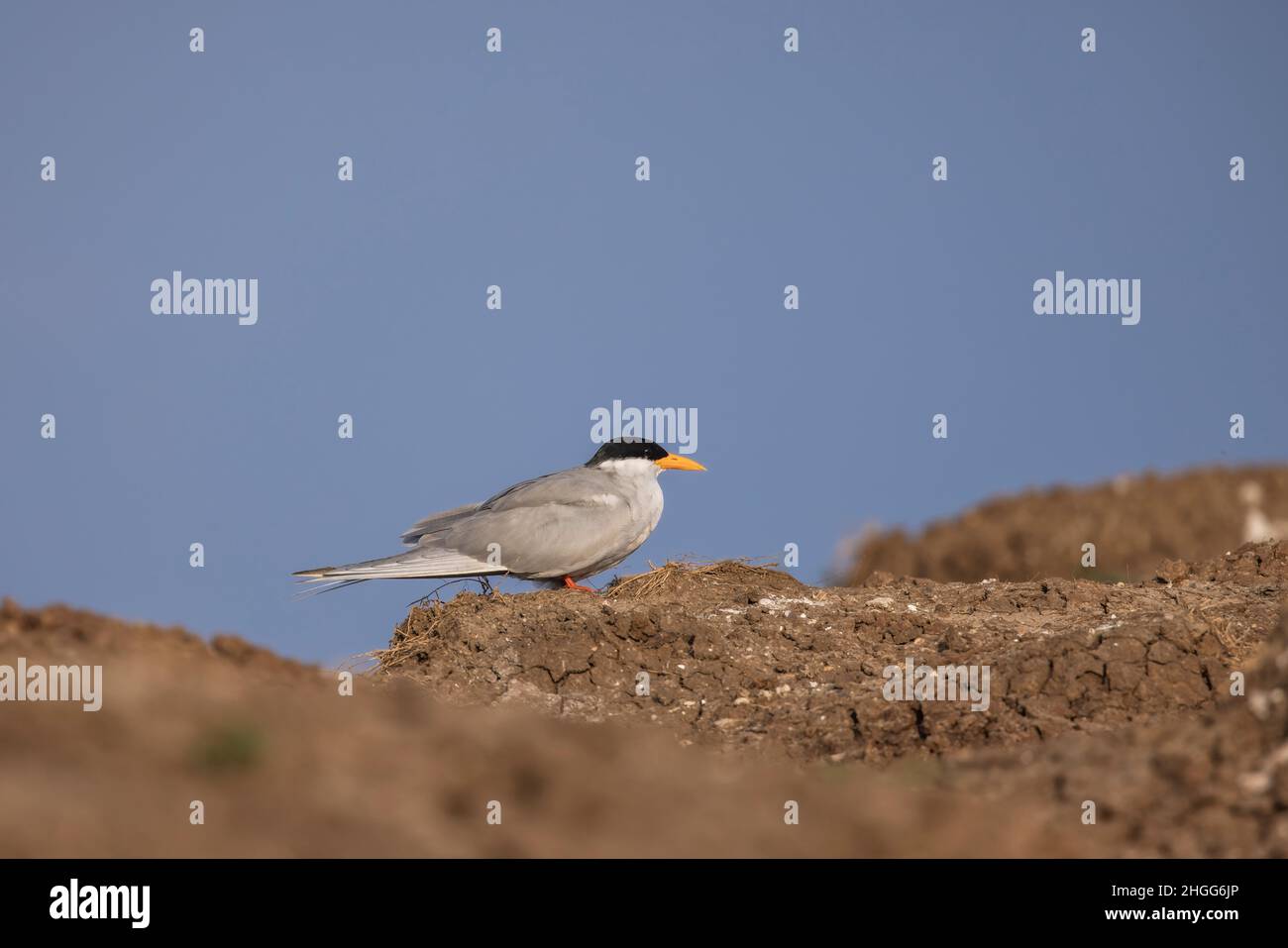 River Tern, Sterna aurantia, Maharashtra, India Stock Photo - Alamy