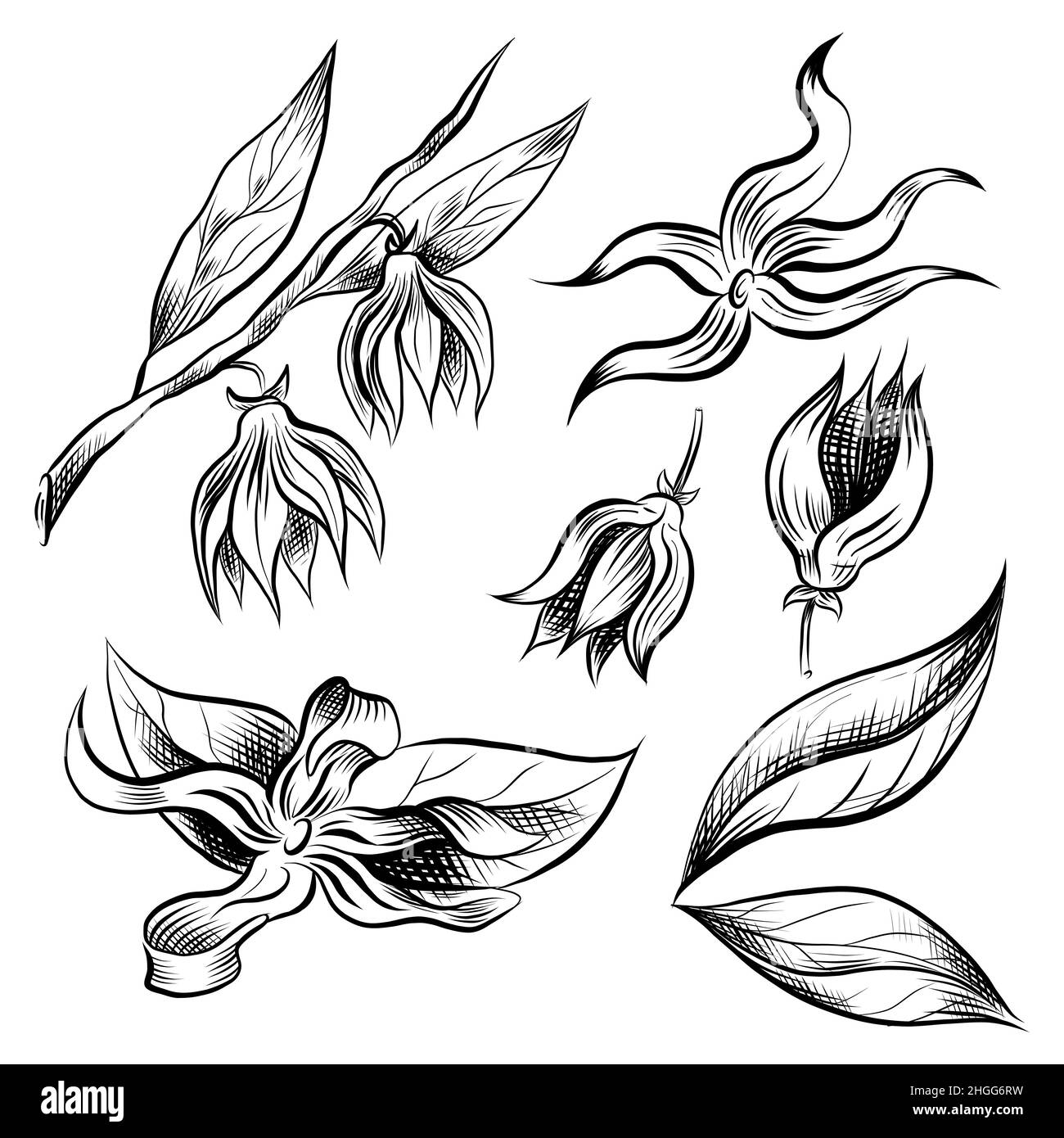 Vector set of sketch of tropical flowers ylang ylang with foliage and ...