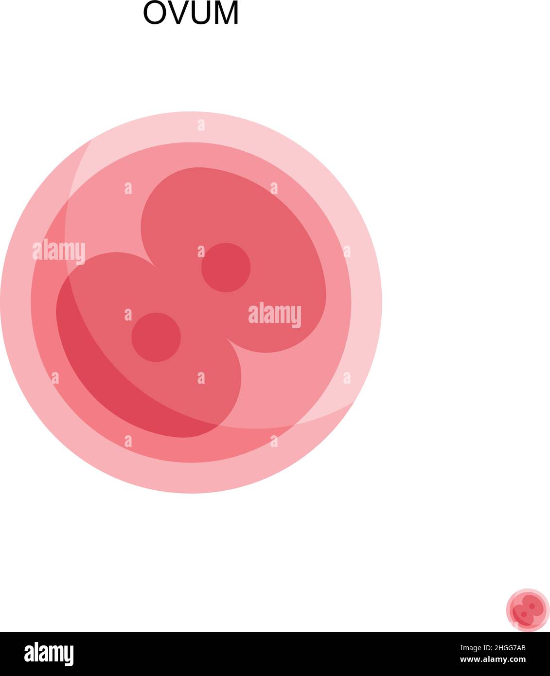 Ovum Simple vector icon.Perfect color modern pictogram on editable ...