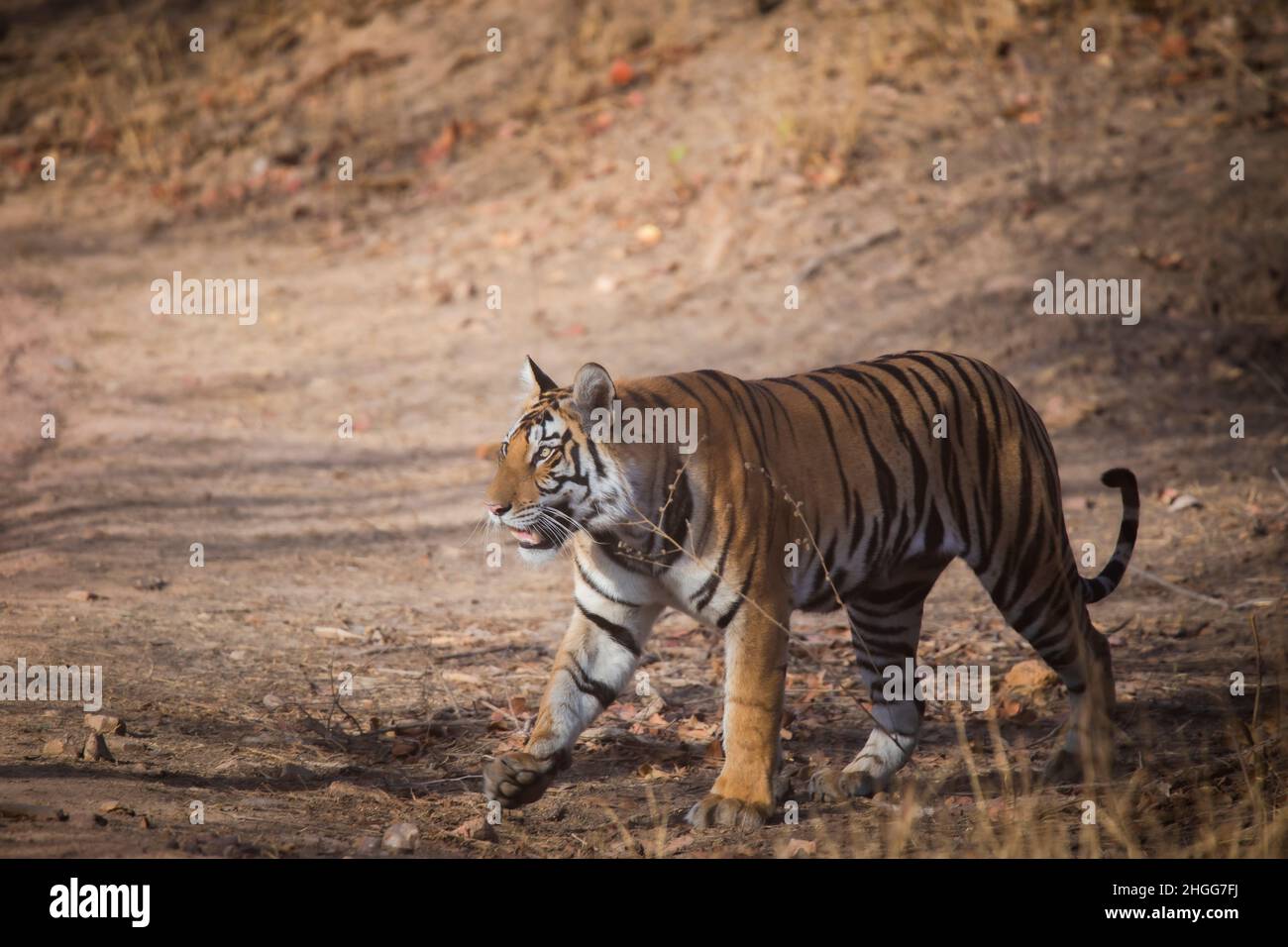 Royal Bengal Tiger, face portrait, Panthera tigris, Panna Tiger Reserve ...