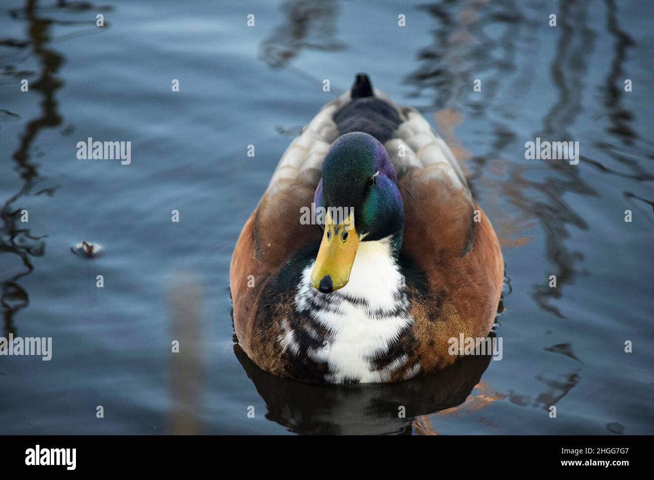 Domestic duck norfolk hi-res stock photography and images - Alamy