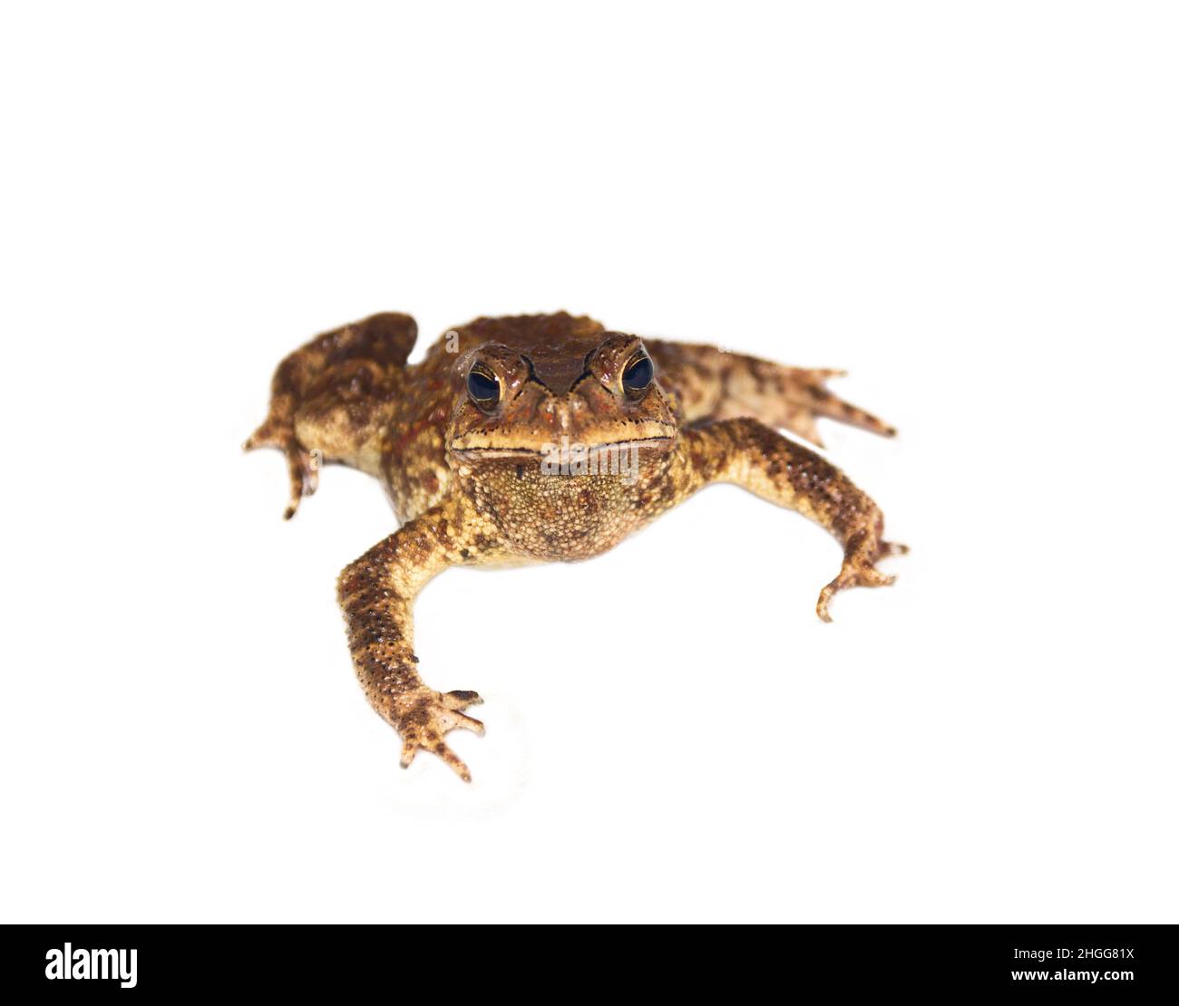 South Asian garden toad (Bufo melanostictus) from Vietnam. The ...
