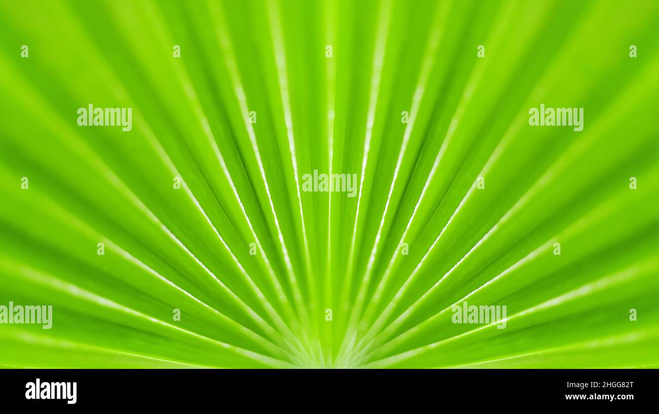 Green palm tree leaf closeup background, tropical leaves texture ...