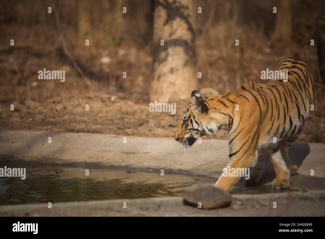 Royal Bengal Tiger, Panthera tigris, Pench Tiger Reserve, Maharashtra ...