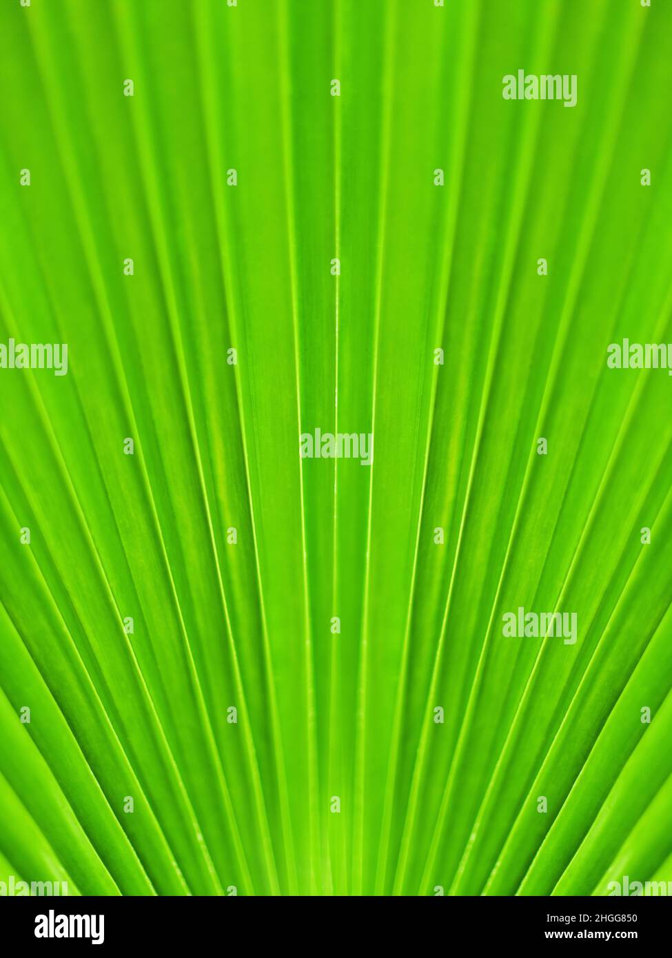 Green palm tree leaf closeup background, tropical leaves texture ...
