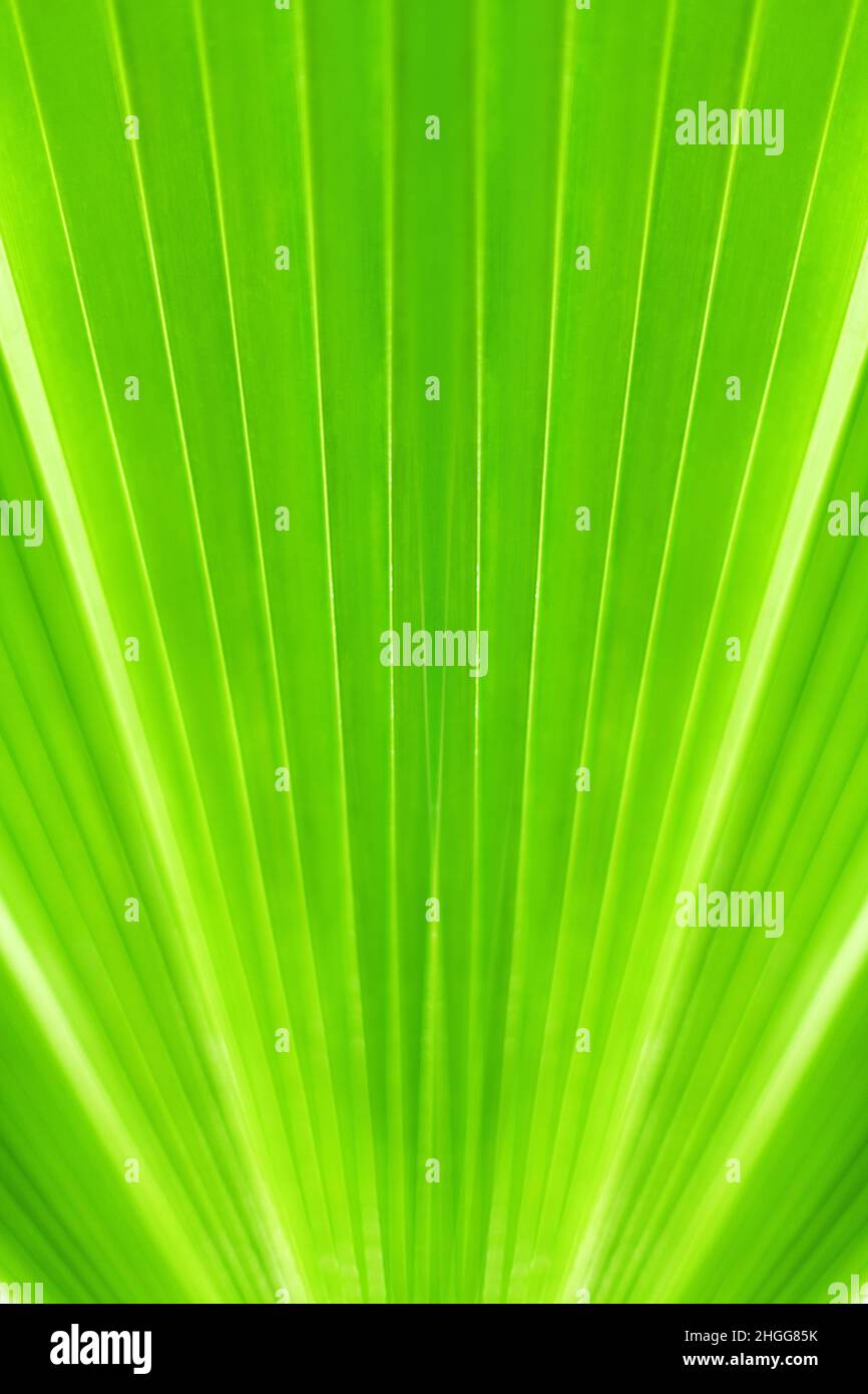 Green palm tree leaf closeup background, tropical leaves texture ...