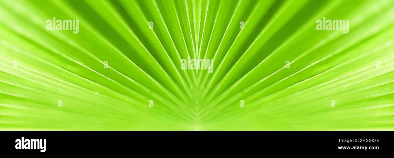 Green palm tree leaf closeup background, tropical leaves texture ...