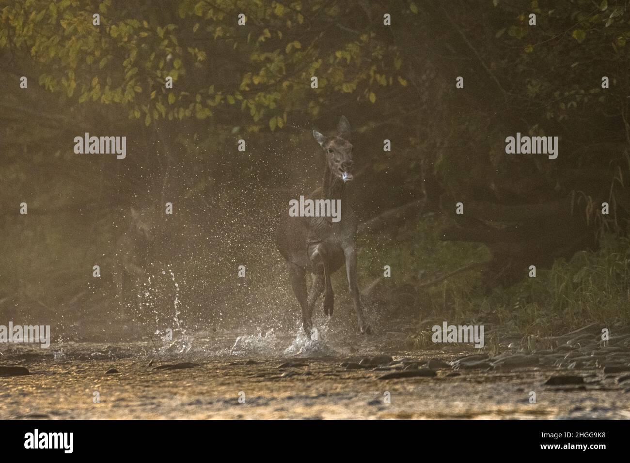 Wolves hunting deer hi-res stock photography and images - Alamy