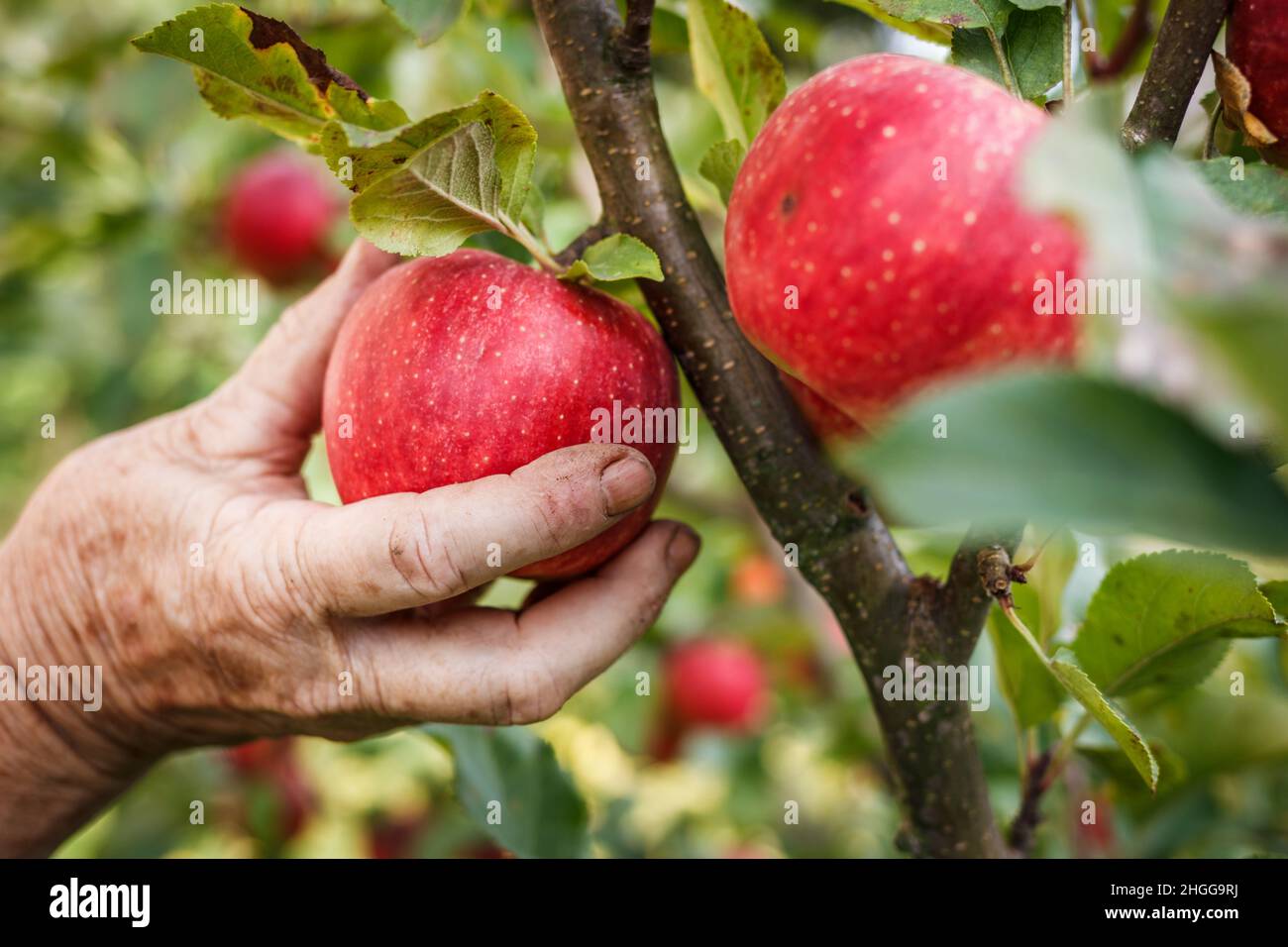 Farmer hand picking red apple from tree. Harvesting fruit in organic ...