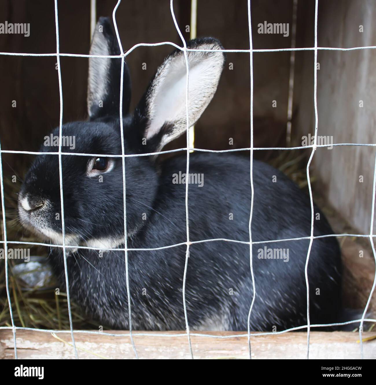 Rabbit or bunny in cell on farm Stock Photo - Alamy