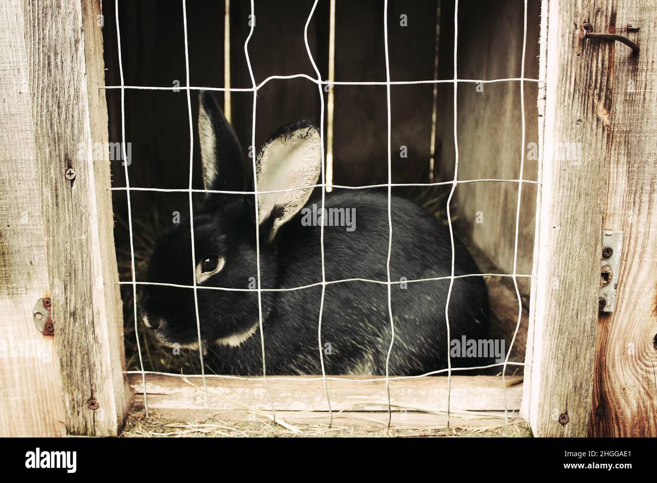 Rabbit or bunny in cell on farm Stock Photo - Alamy