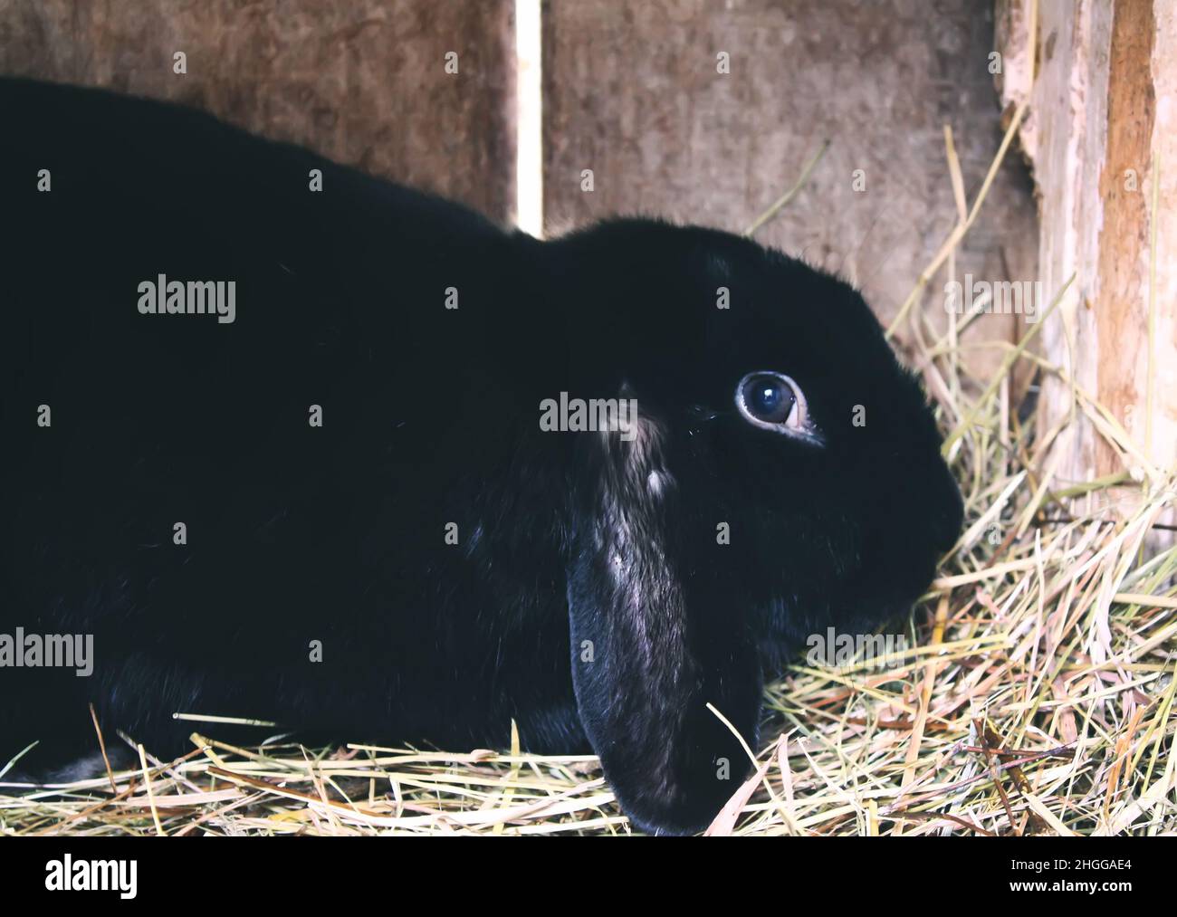 Black rabbit sitting in the cell Stock Photo - Alamy