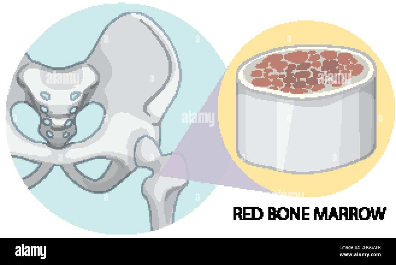 Red bone marrow on white background illustration Stock Vector Image ...