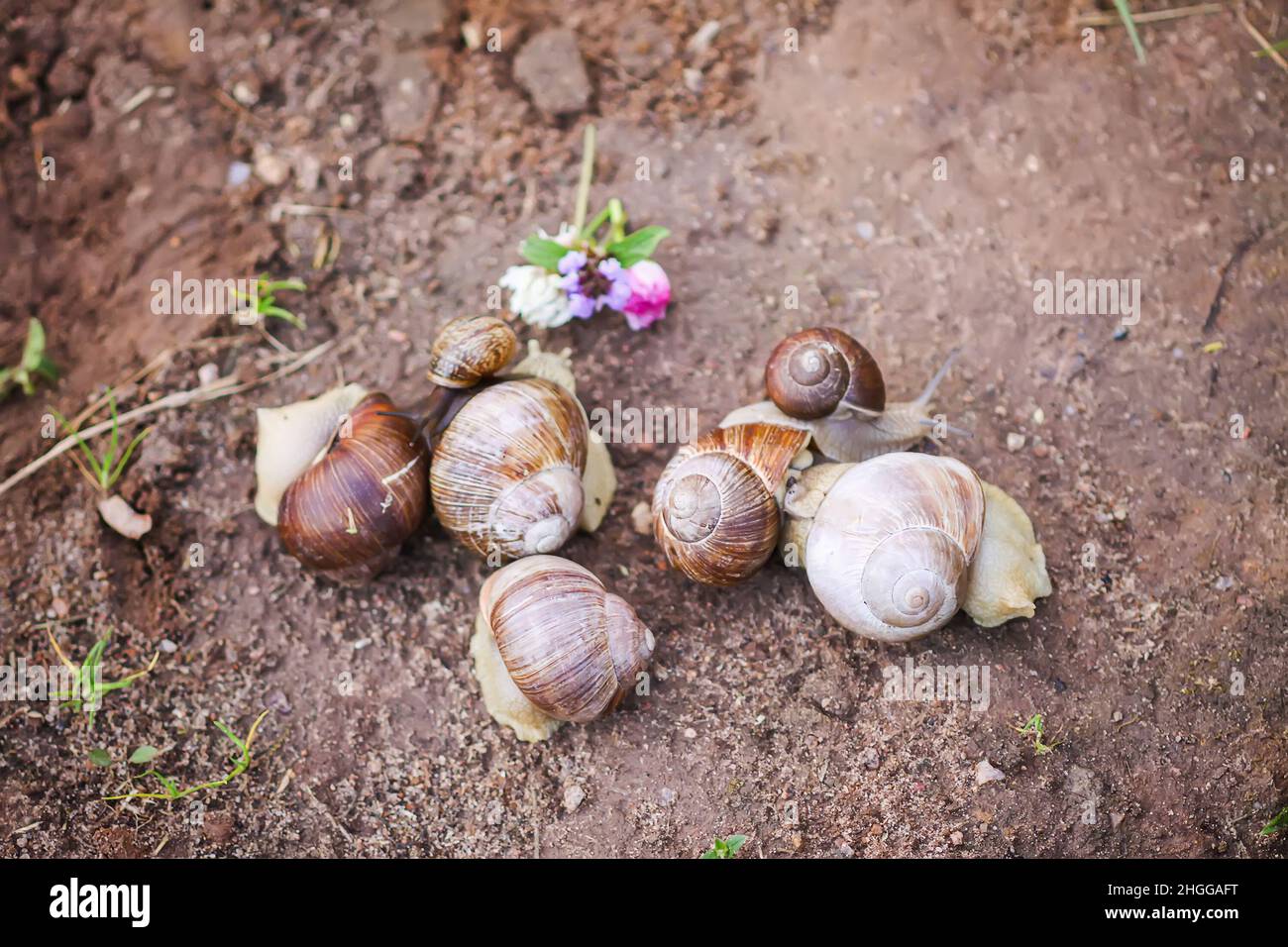 Group of snails crawling in summer day in garden Stock Photo - Alamy