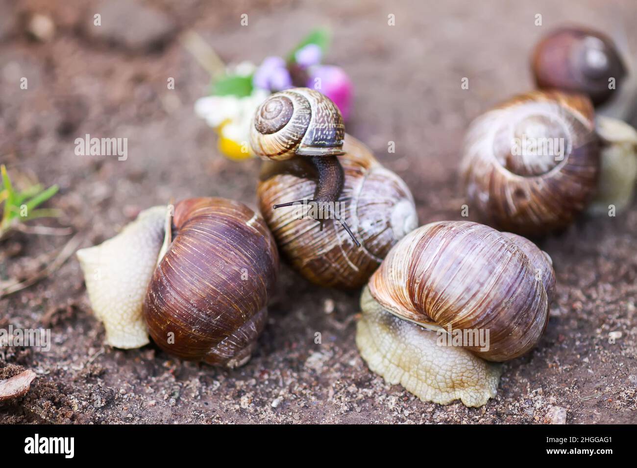 Group of snails hi-res stock photography and images - Alamy