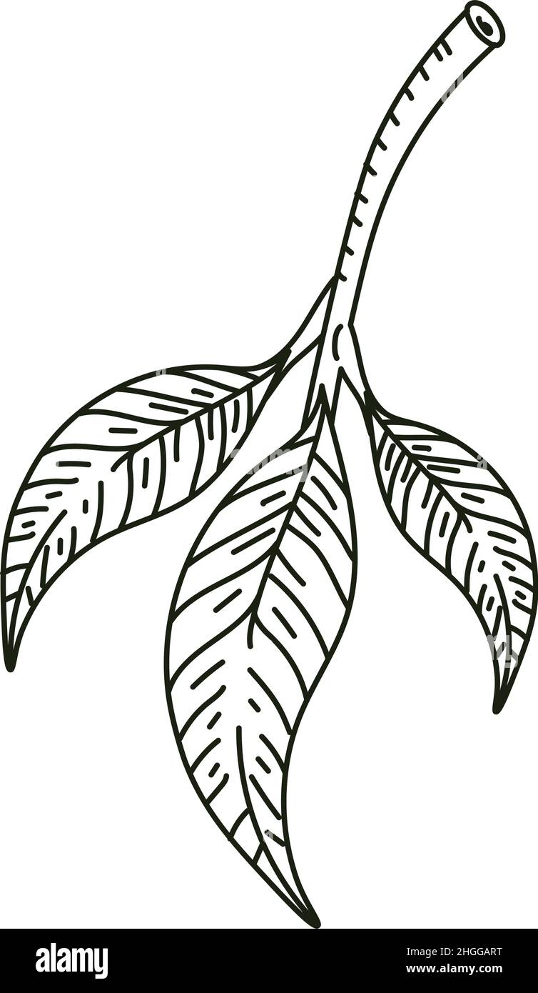 hand drawn branch tree Stock Vector Image & Art - Alamy