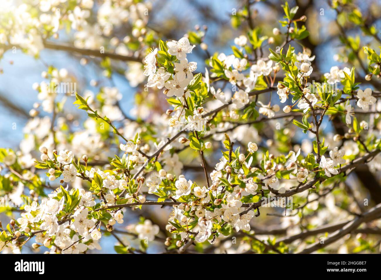 Beautiful spring cherry blossom tree. Shallow depth of field Stock ...