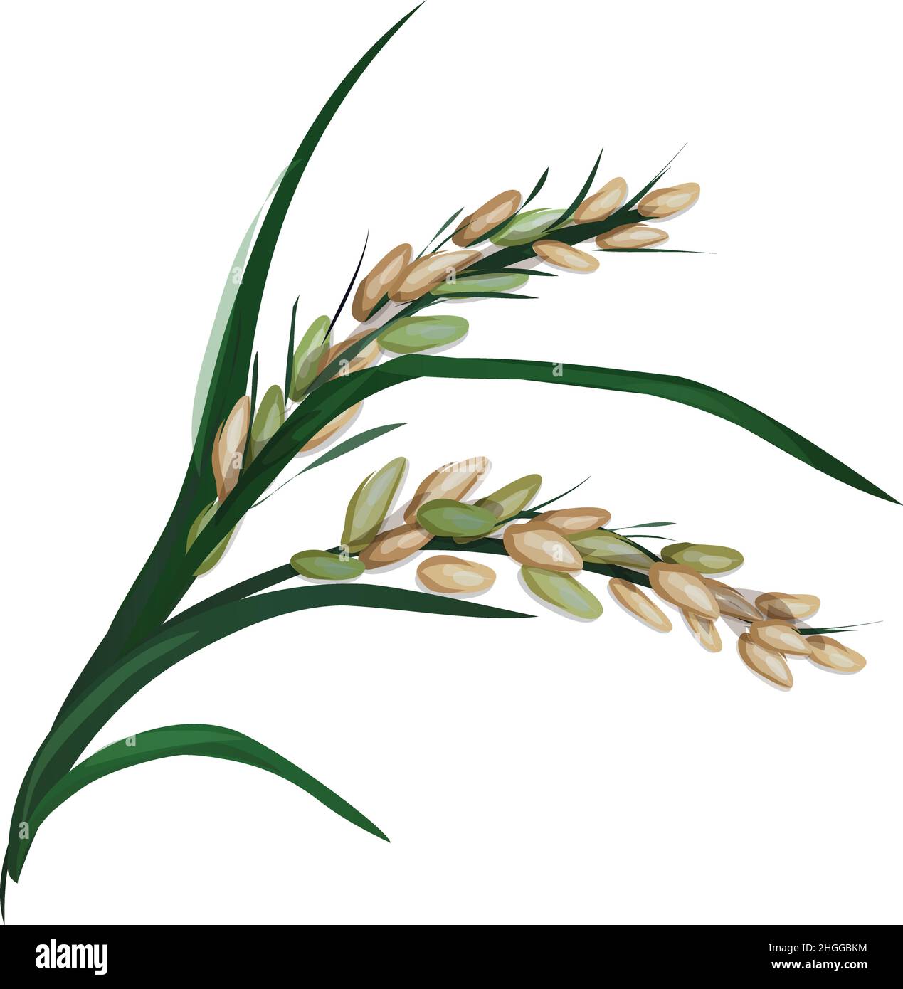 Thailand grow rice Stock Vector Images - Alamy