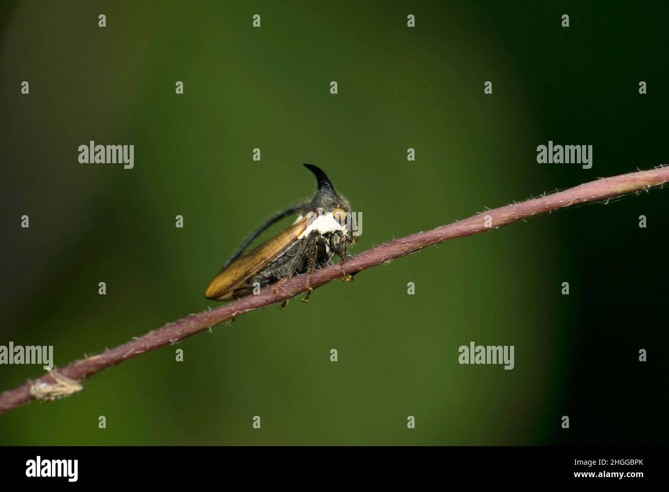 Horn treehopper, Ceresa species, Satara, Maharashtra, India Stock Photo ...