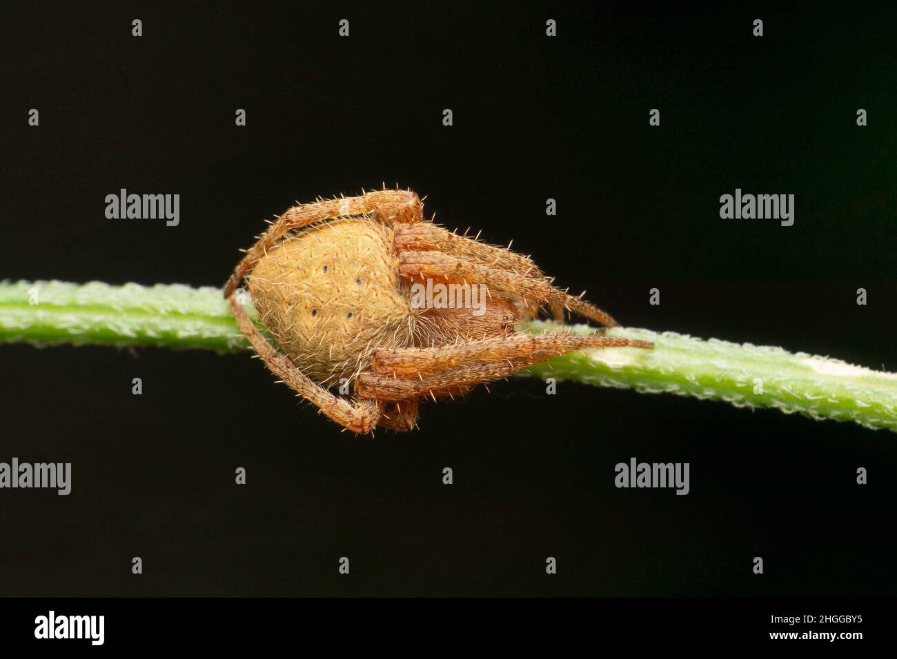 Spider with spiny legs hi-res stock photography and images - Alamy