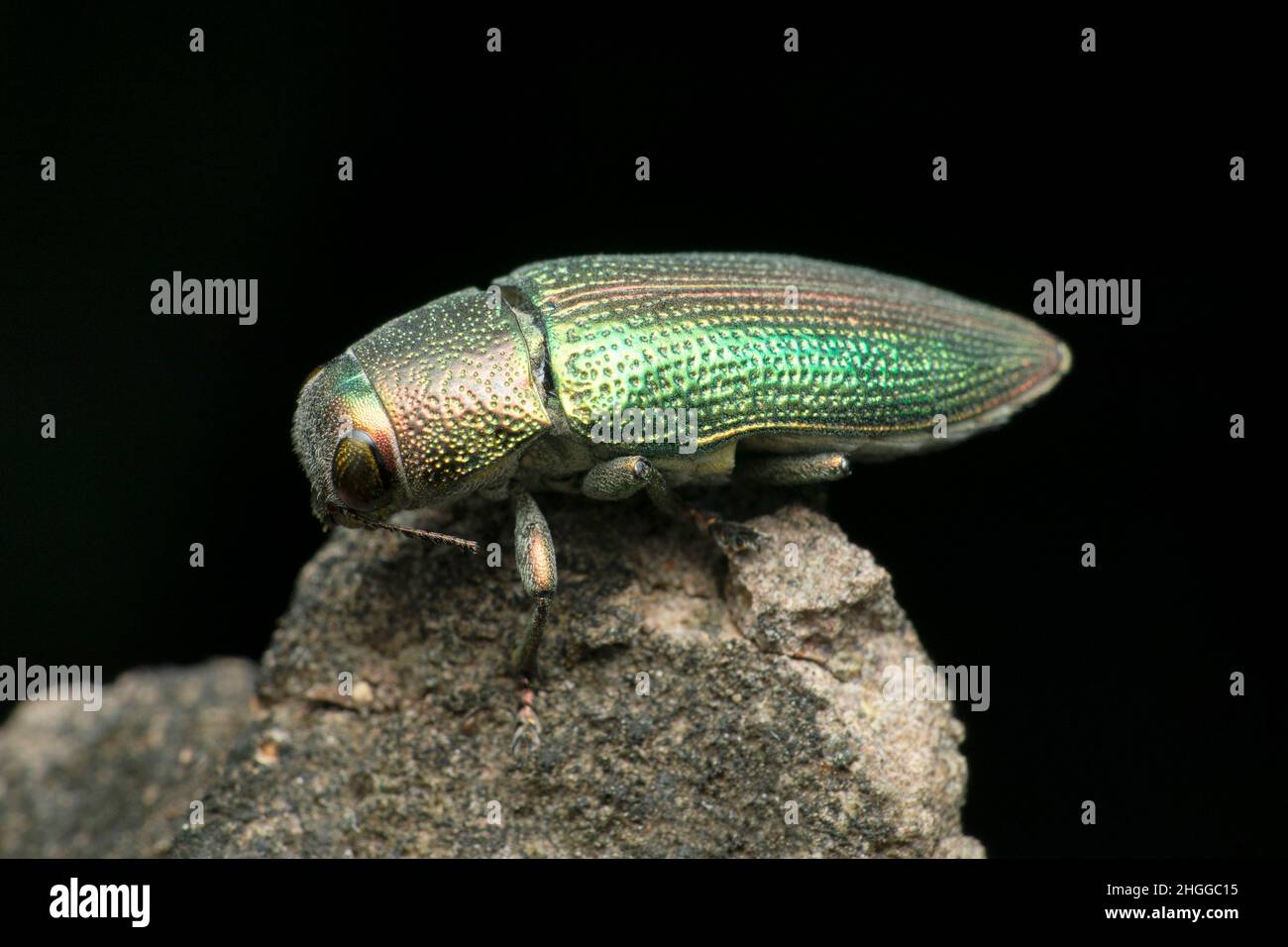 Jewel beetle, Julodis species, Satara, Maharashtra, India Stock Photo ...