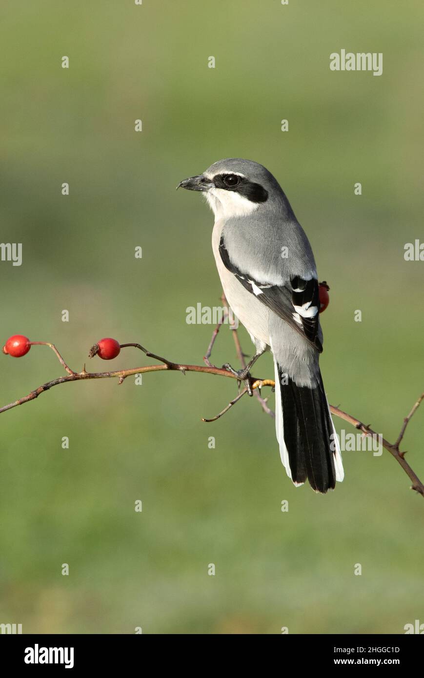 Southern grey shrike male in his hunting territory on a cold winter day ...