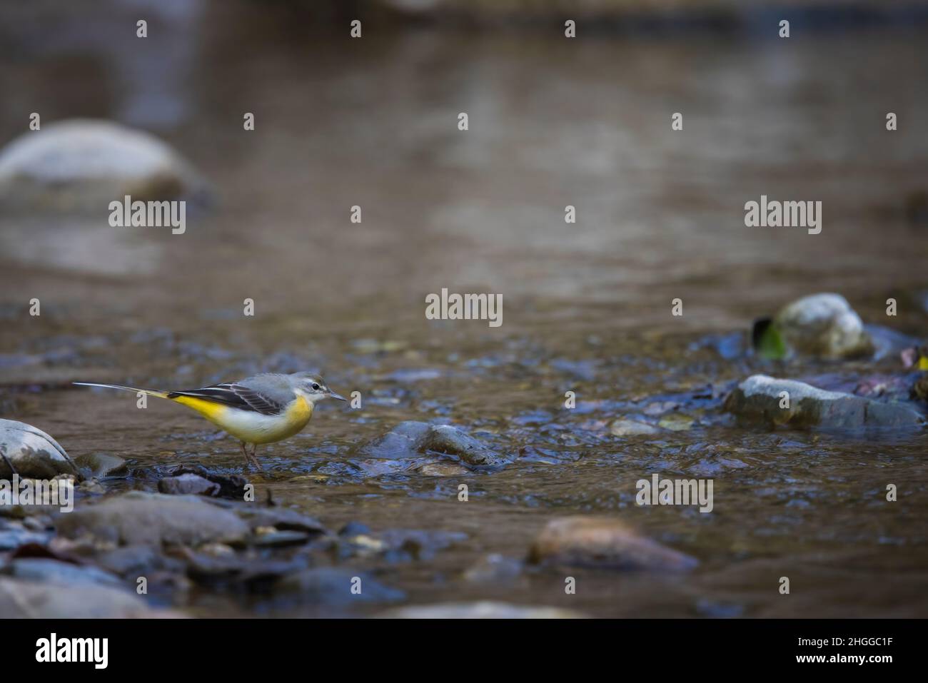 Motacilla maderaspatensis hi-res stock photography and images - Alamy