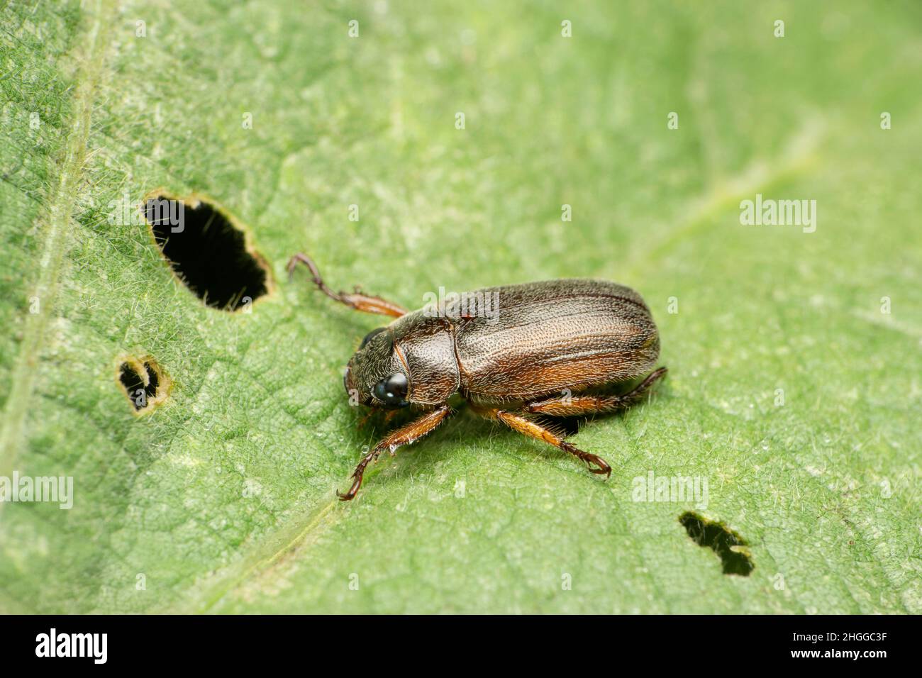 Common dung beetle, Satara, Maharashtra, India Stock Photo - Alamy