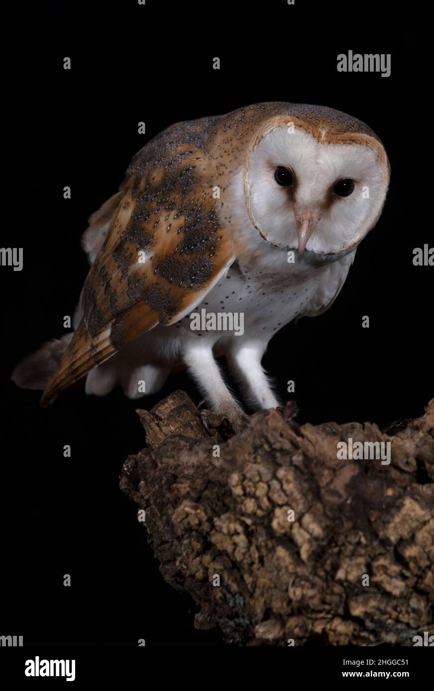 Barn owl on his favorite night hunting watchtower on a cold dark winter ...