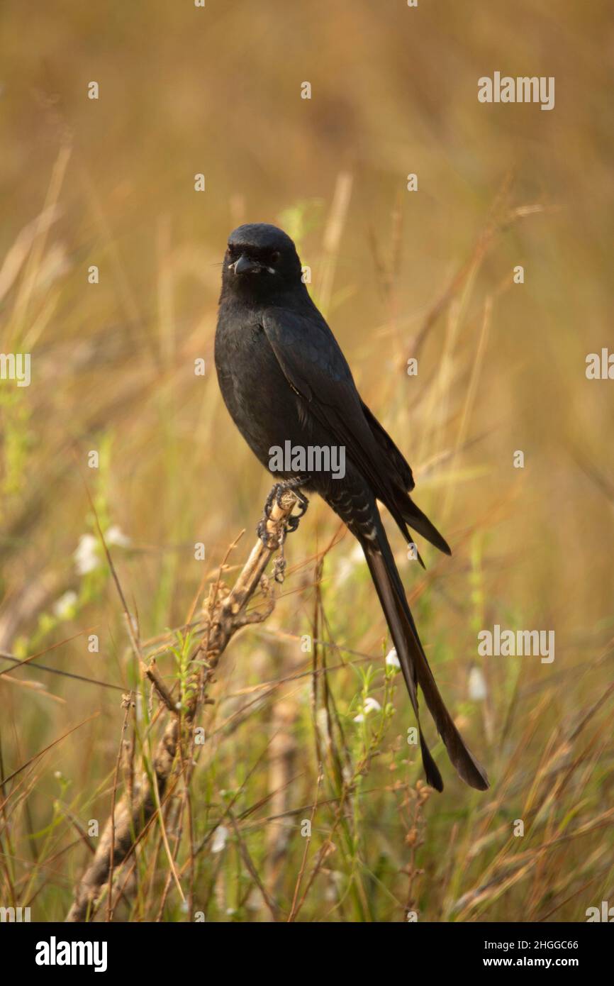 Black drongo, Dicrurus macrocercus, Satara, Maharashtra, India Stock ...
