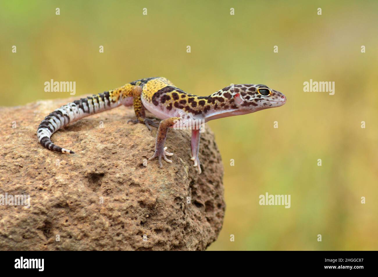 Indian leopard gecko, Eublepharis fuscus, Baramati Maharashtra India ...
