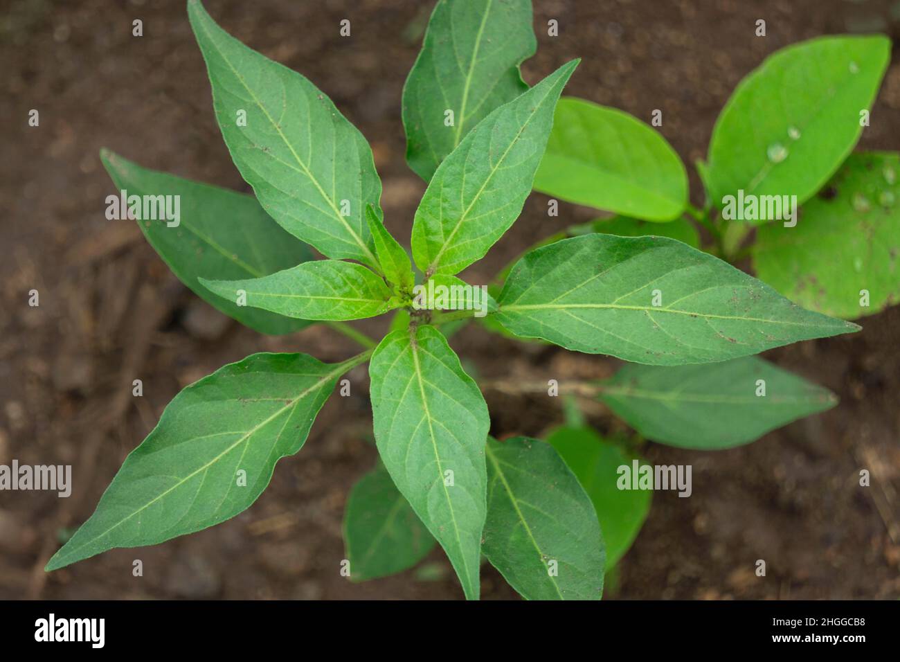 Leaves of chili pepper plant, Satara, Maharashtra, India Stock Photo ...